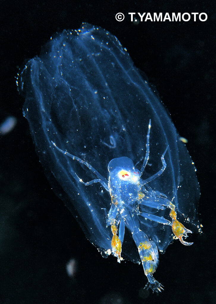 第6話 「深海のエイリアン」と呼ばれるタルマワシ - Answer